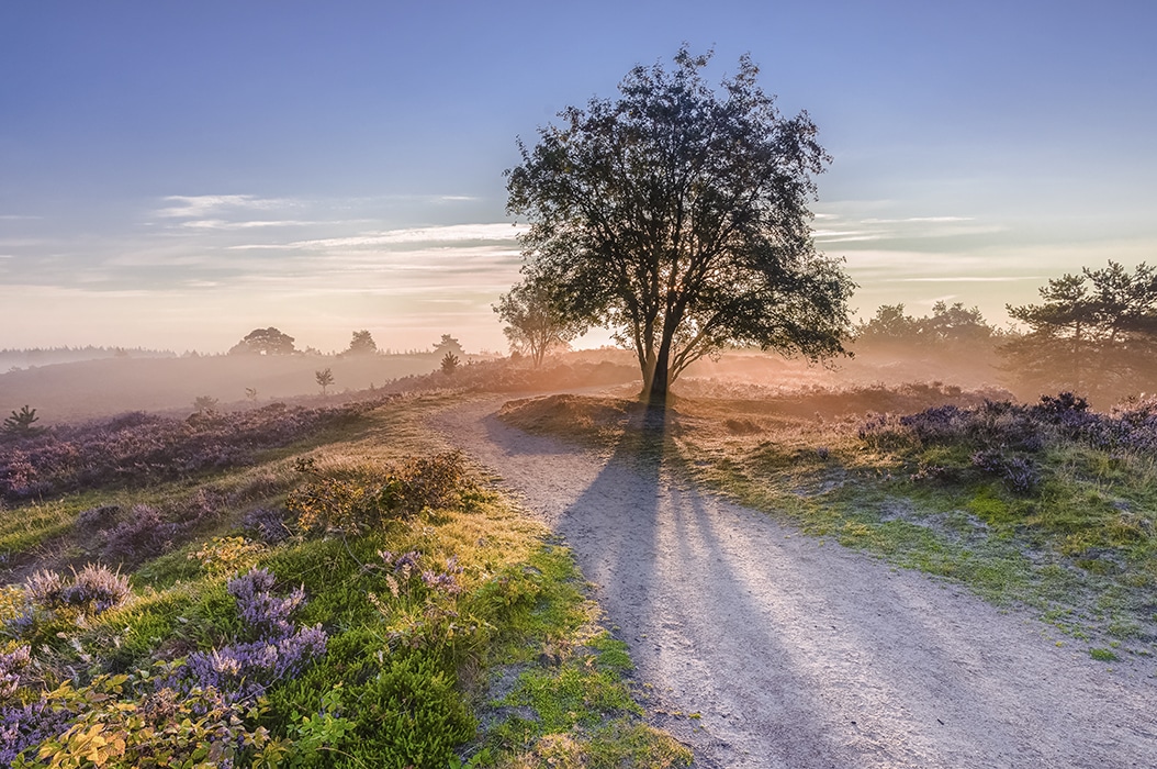 De 10 mooiste natuurgebieden in Nederland
