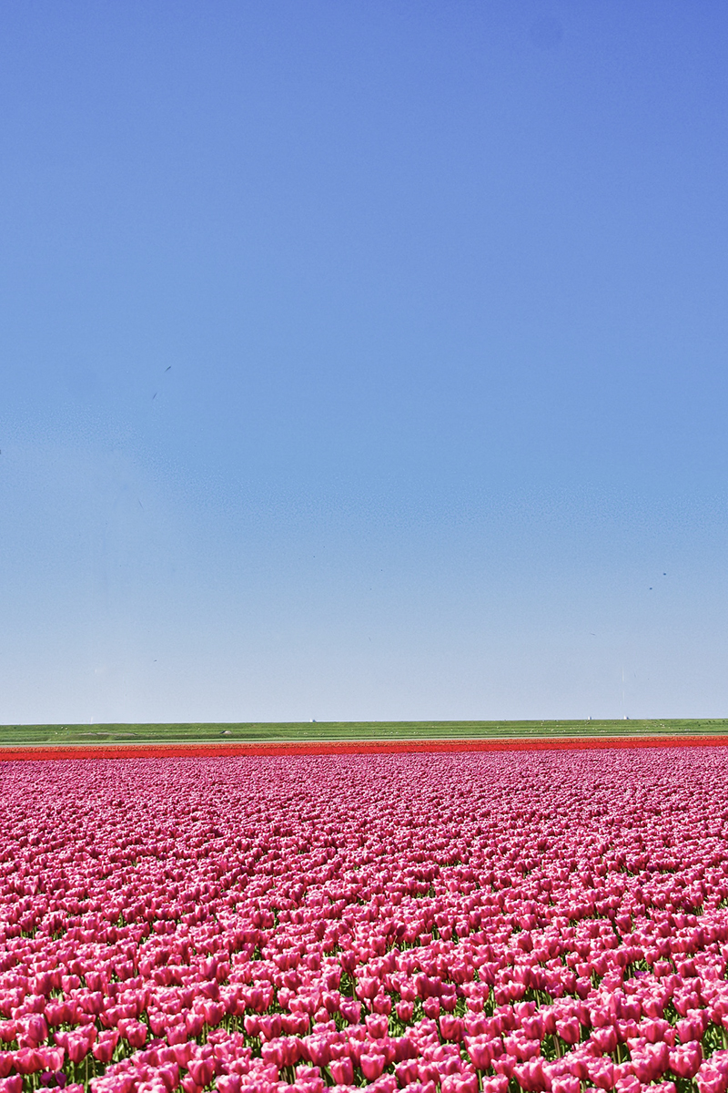 Bollenstreek route: Langs & door de prachtige bollenvelden