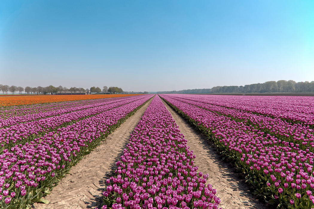 Bollenstreek route: Langs & door de prachtige bollenvelden